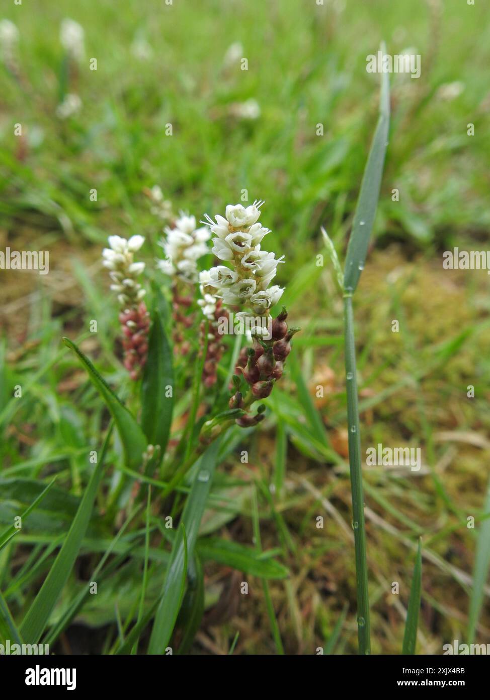 alpine bistort (Bistorta vivipara) Plantae Stock Photo - Alamy