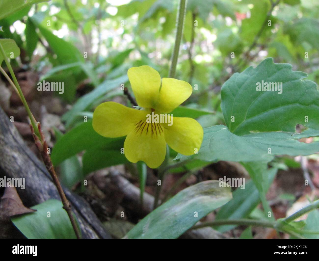 Smooth Yellow Violet (Viola eriocarpa) Plantae Stock Photo - Alamy