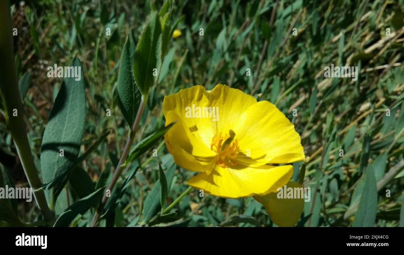 Bush Poppy (Dendromecon rigida) Plantae Stock Photo - Alamy
