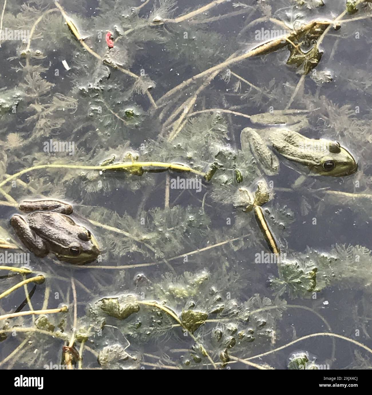 Water Frogs (Pelophylax) Amphibia Stock Photo - Alamy