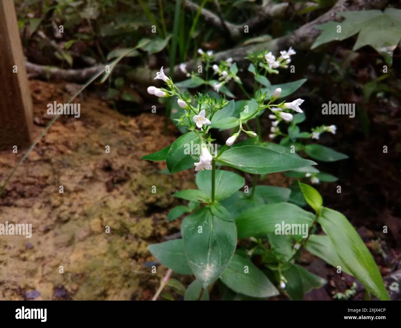 summer bluet (Houstonia purpurea) Plantae Stock Photo - Alamy