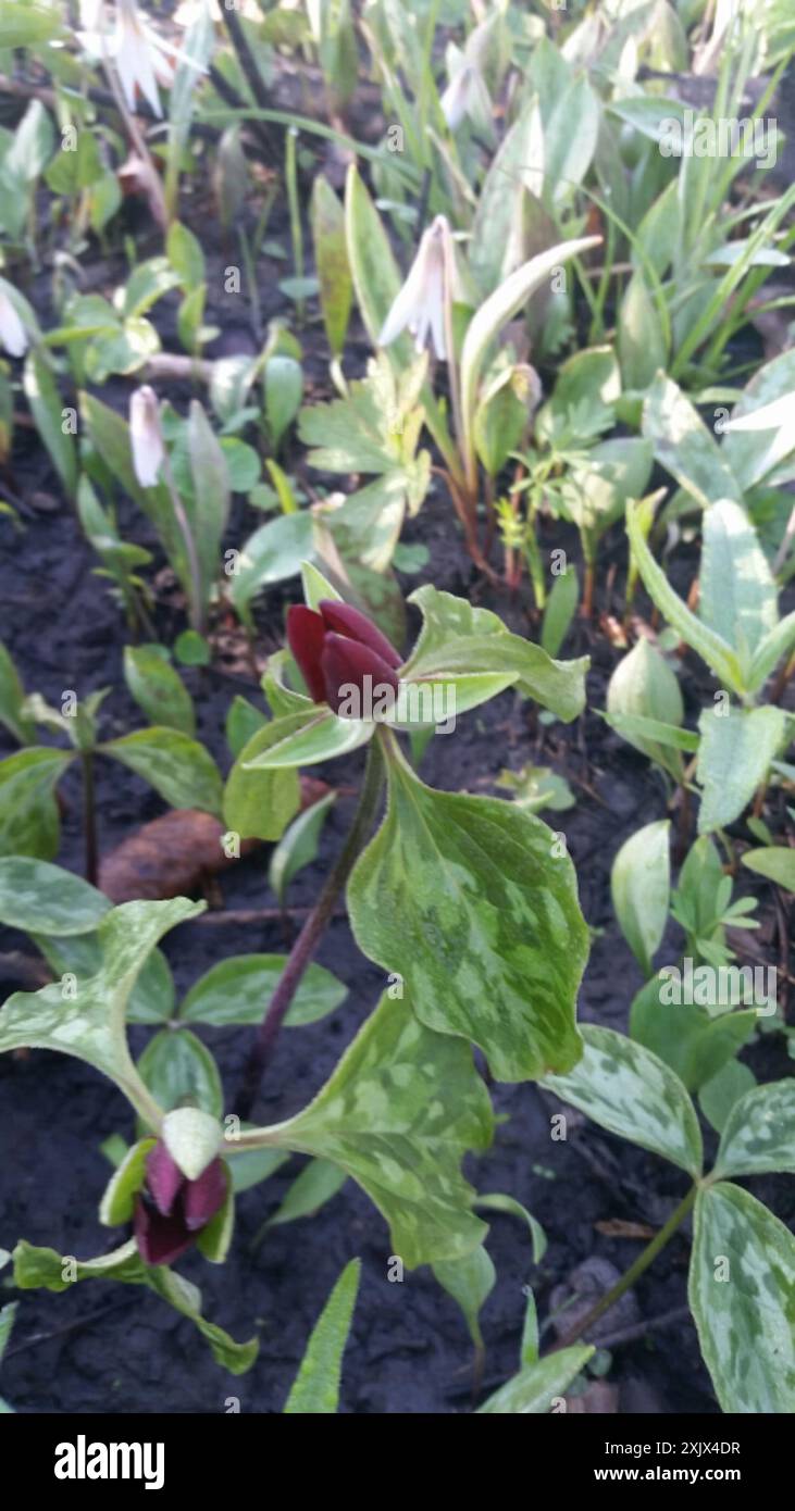 prairie trillium (Trillium recurvatum) Plantae Stock Photo - Alamy