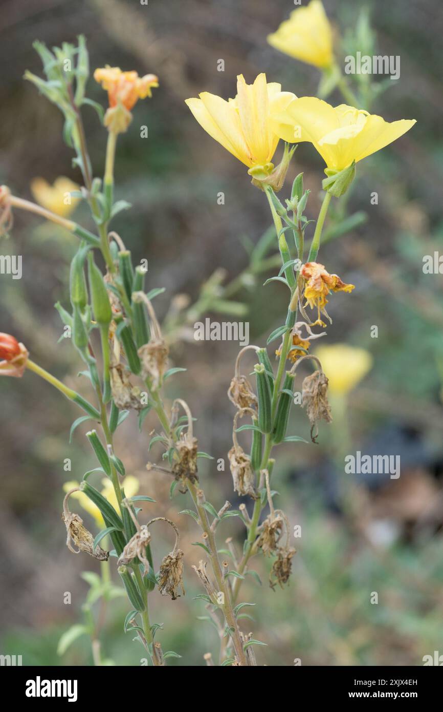 tall evening primrose (Oenothera elata) Plantae Stock Photo - Alamy