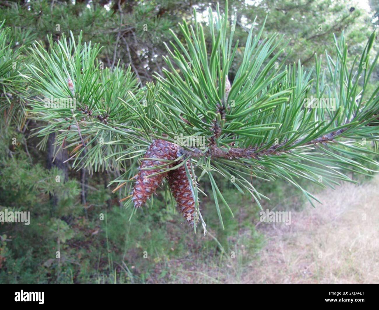 Virginia pine (Pinus virginiana) Plantae Stock Photo - Alamy