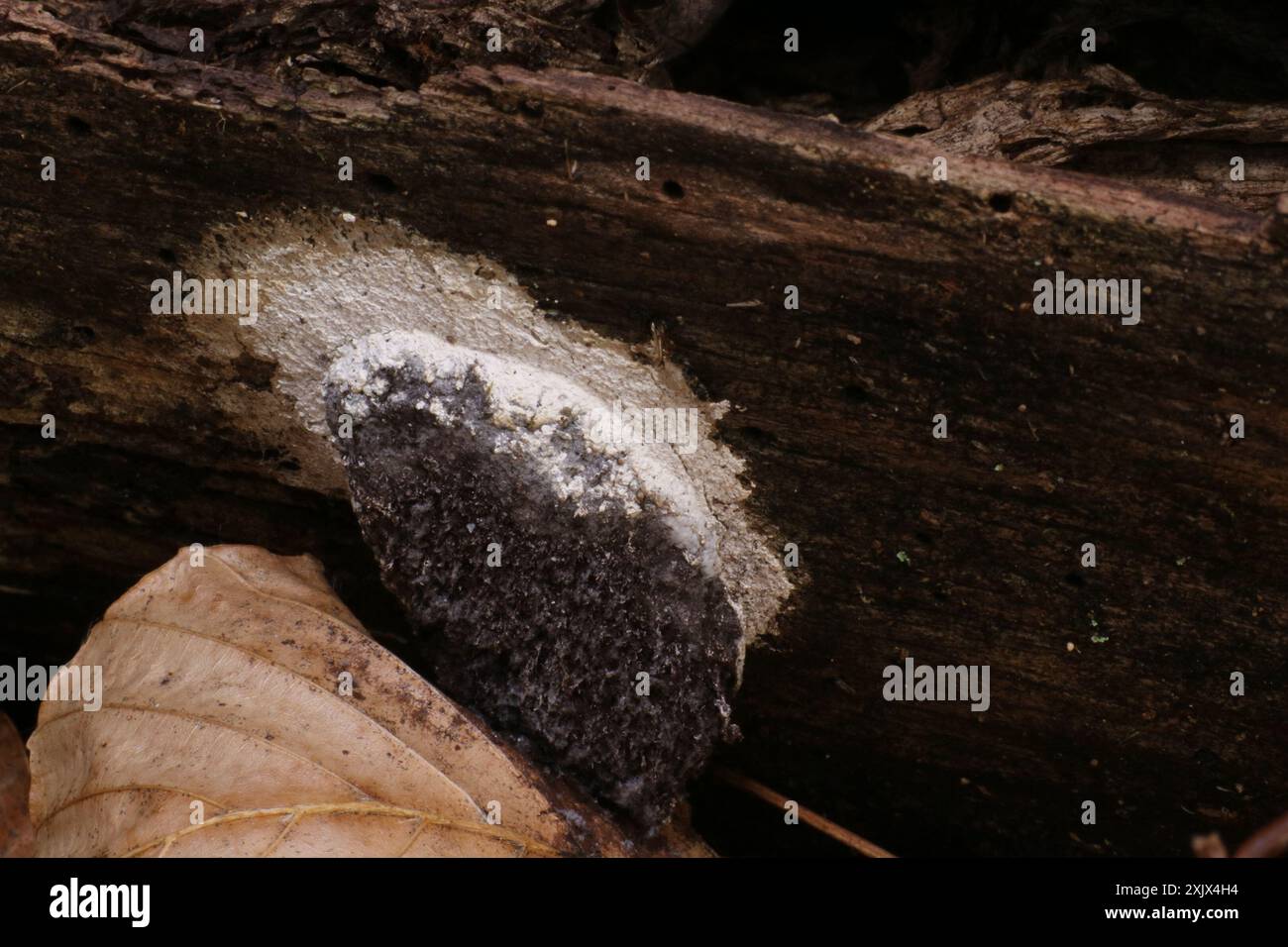 Fuligo cinerea hi-res stock photography and images - Alamy