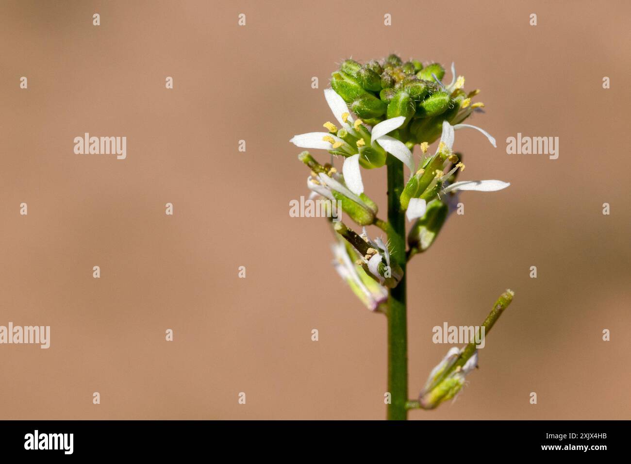 California mustard (Caulanthus lasiophyllus) Plantae Stock Photo - Alamy