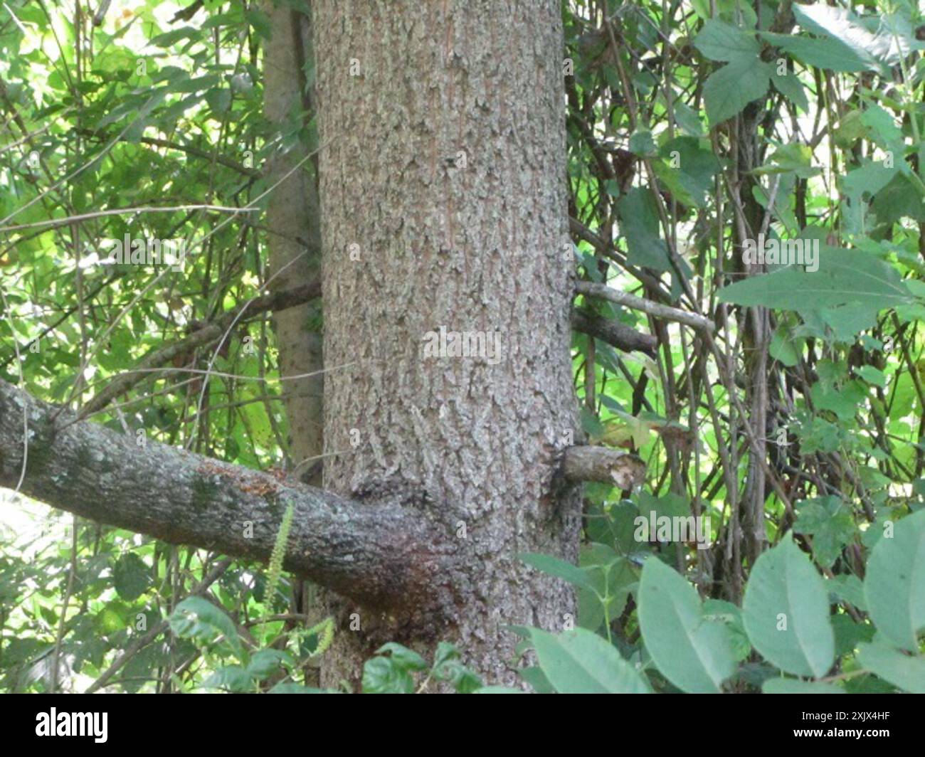 Sawtooth oak (Quercus acutissima) Plantae Stock Photo - Alamy