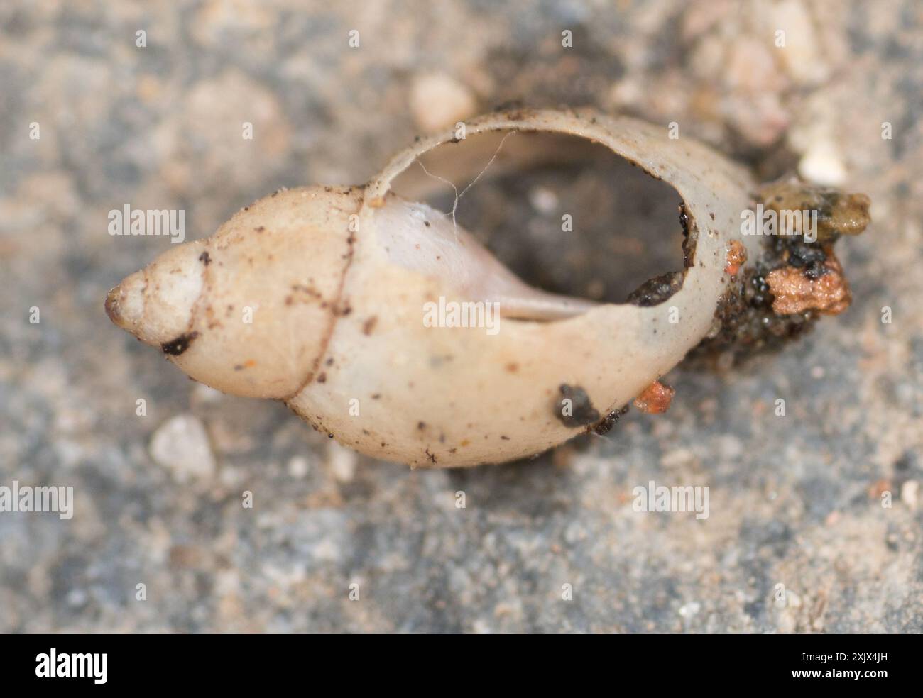 Bladder Snails (Physidae) Mollusca Stock Photo - Alamy