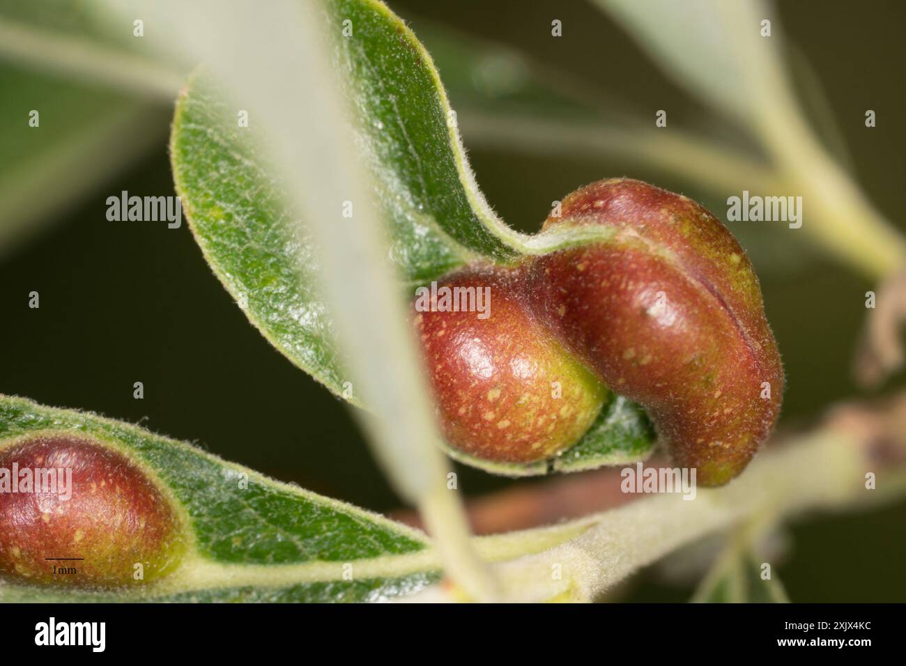 Willow Apple Gall Sawfly (Euura californica) Insecta Stock Photo - Alamy