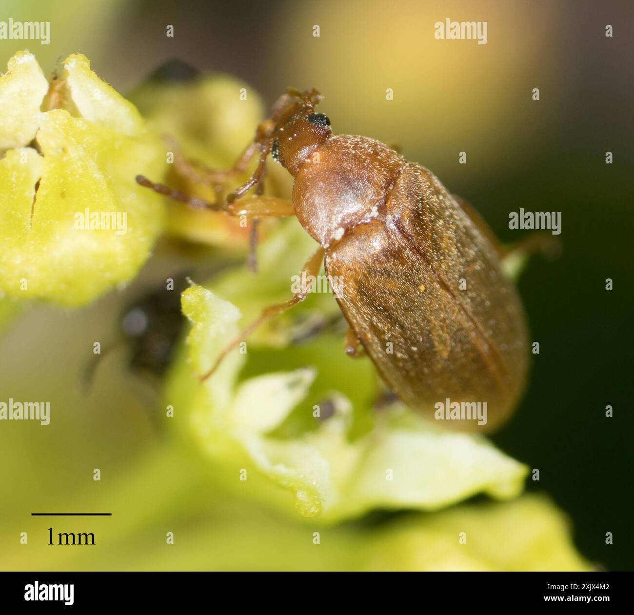 Comb-clawed Darkling Beetles (Alleculinae) Insecta Stock Photo - Alamy