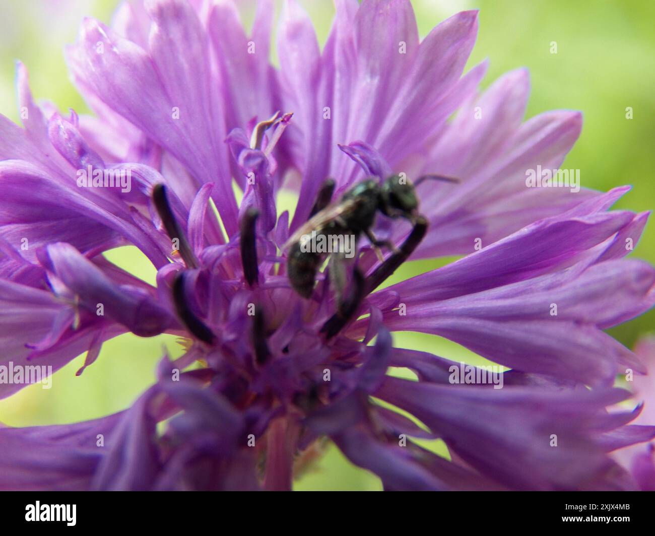Metallic Sweat Bees (Dialictus) Insecta Stock Photo - Alamy