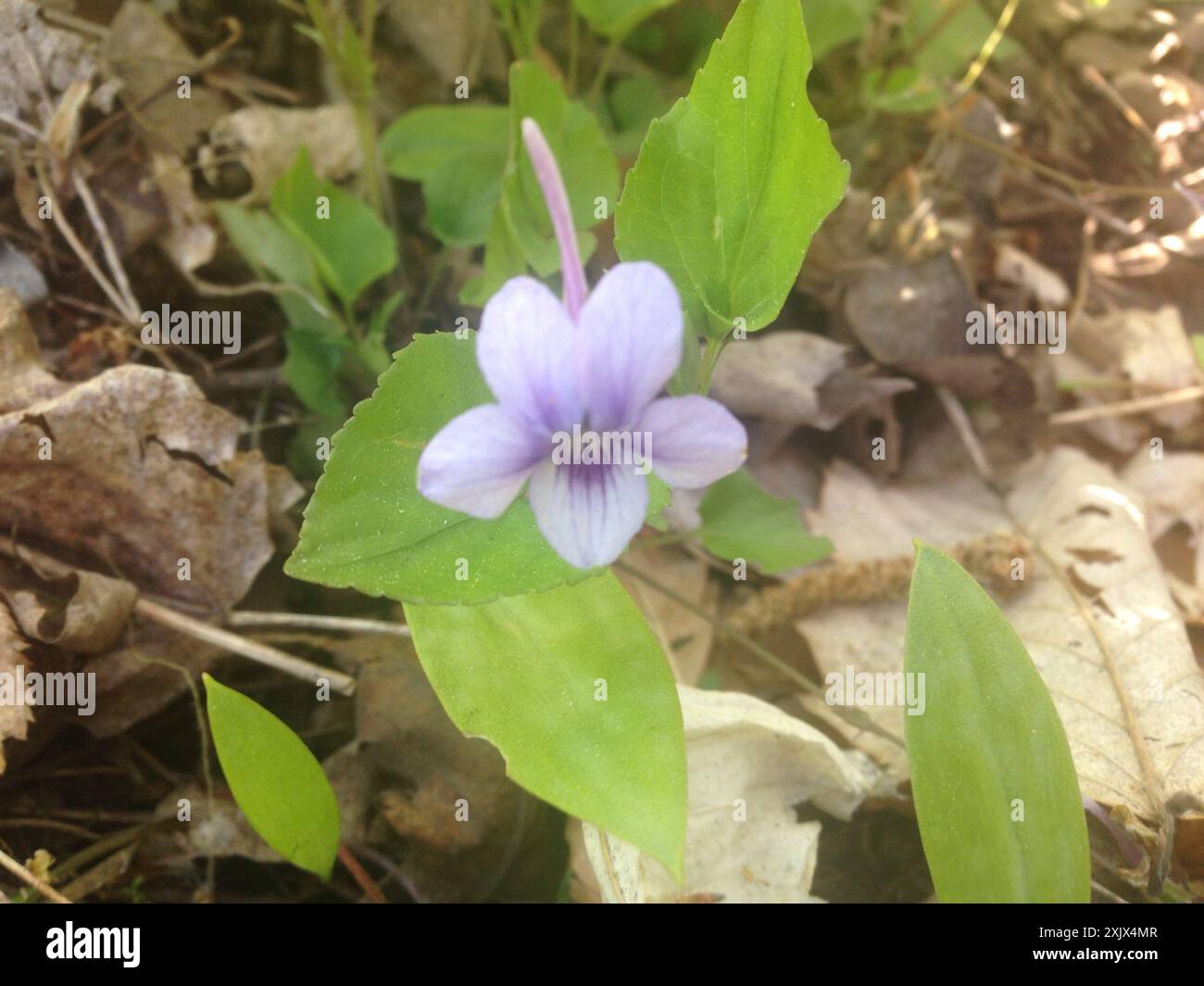 Long-spurred violet (Viola rostrata) Plantae Stock Photo - Alamy