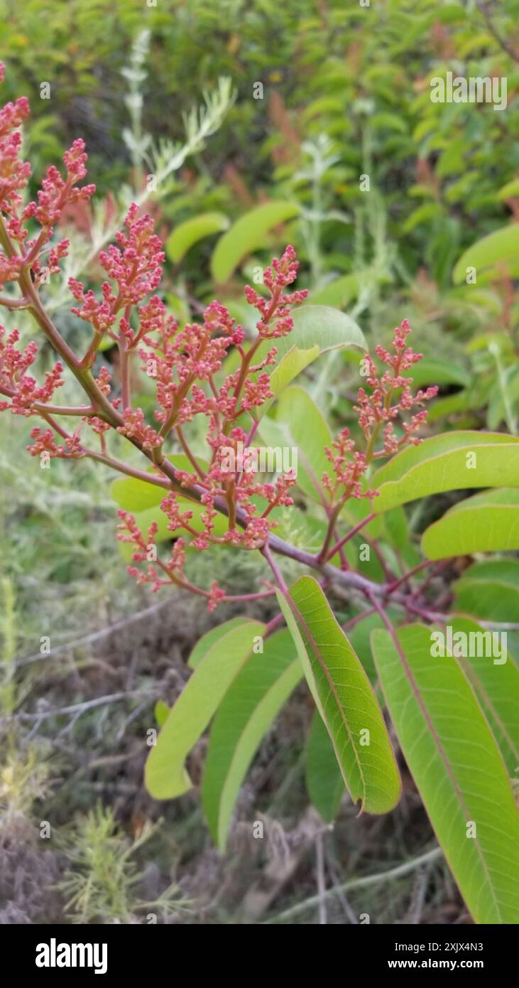 laurel sumac (Malosma laurina) Plantae Stock Photo - Alamy