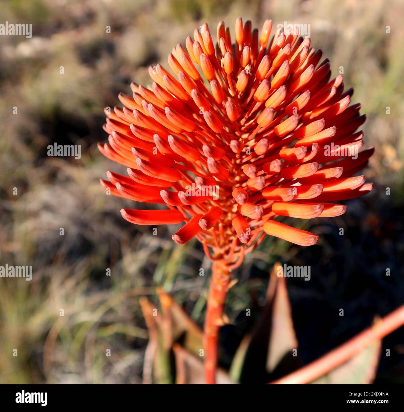 Mitre Aloe Complex (Aloe perfoliata) Plantae Stock Photo - Alamy