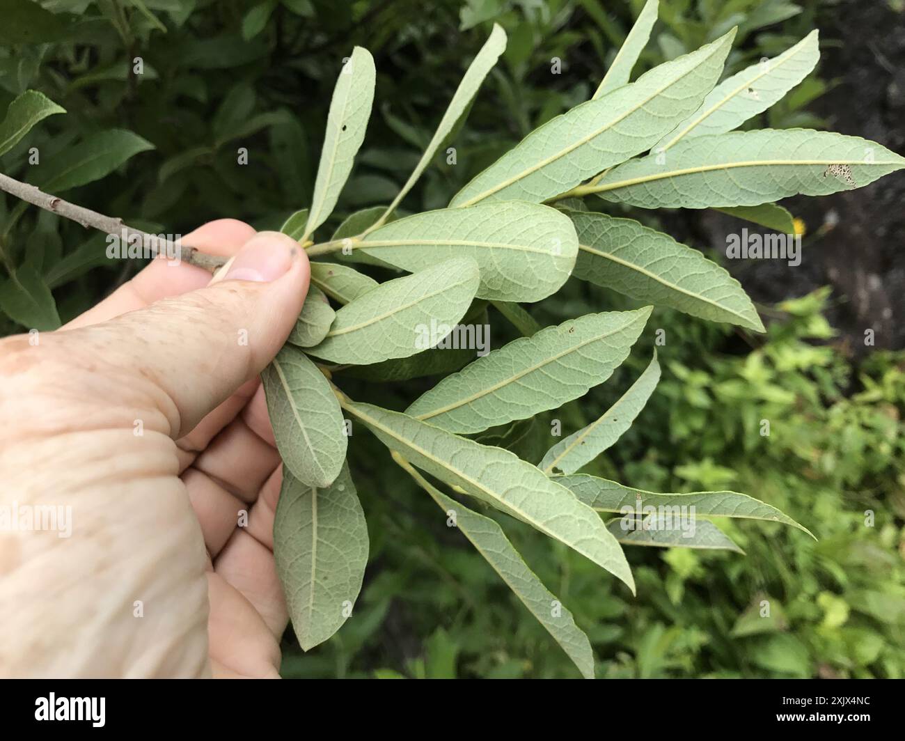 Prairie Willow (Salix humilis) Plantae Stock Photo - Alamy