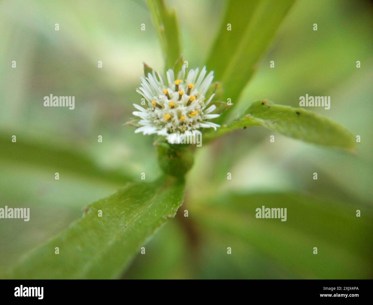 false daisy (Eclipta prostrata) Plantae Stock Photo - Alamy
