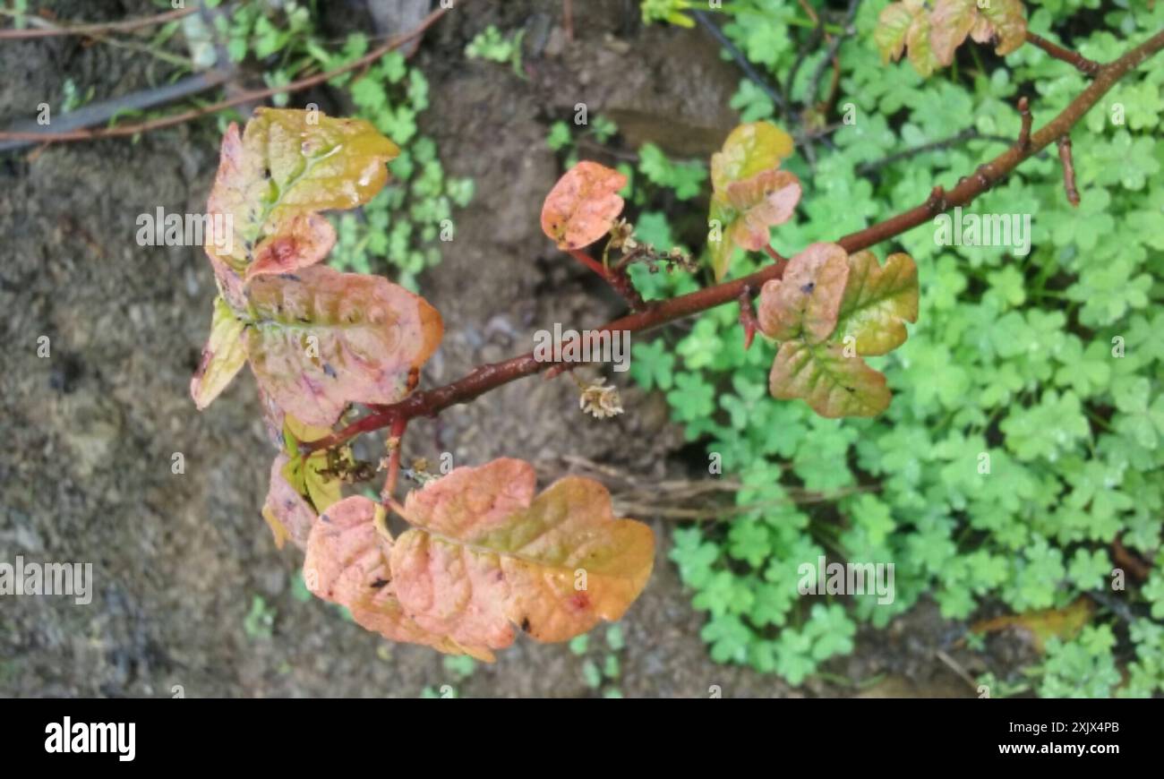 Pacific poison oak (Toxicodendron diversilobum) Plantae Stock Photo - Alamy