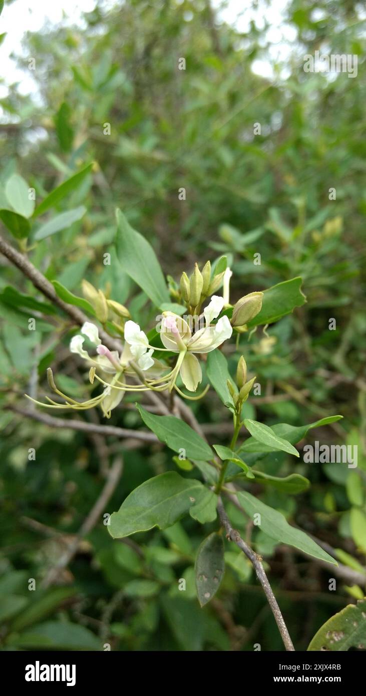 (Cadaba fruticosa) Plantae Stock Photo - Alamy