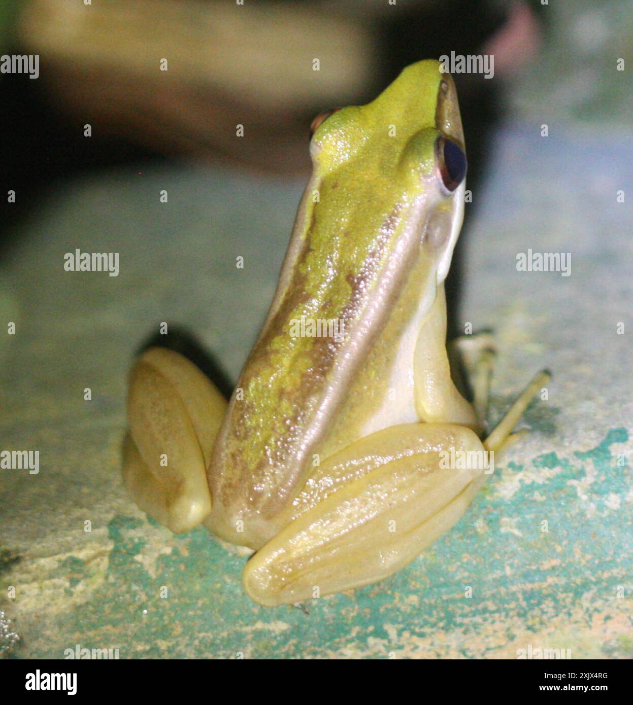 Green Paddy Frog (Hylarana erythraea) Amphibia Stock Photo - Alamy