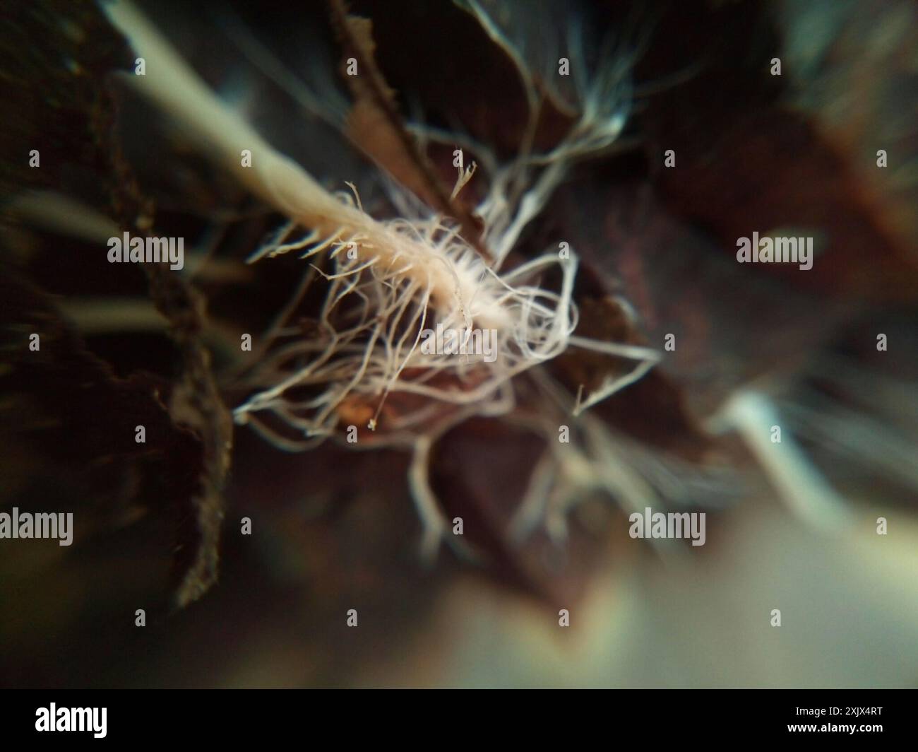Conifercone cap hi-res stock photography and images - Alamy