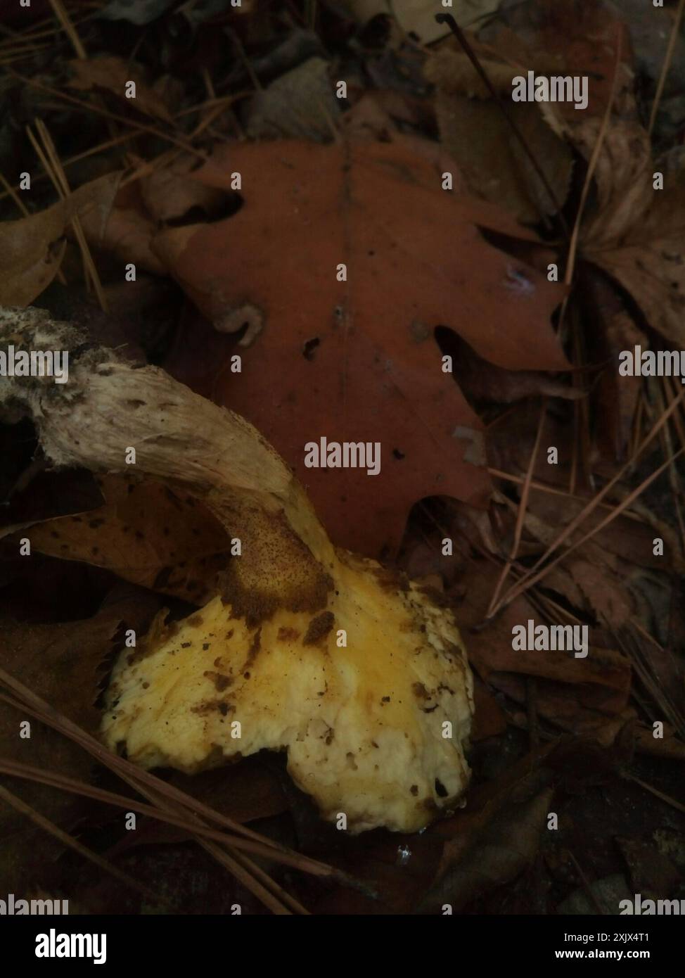 Slippery Jacks (Suillus) Fungi Stock Photo - Alamy