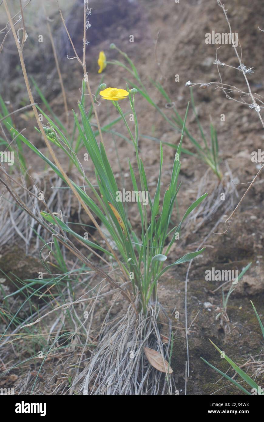 Grass-leaved Buttercup (Ranunculus gramineus) Plantae Stock Photo - Alamy