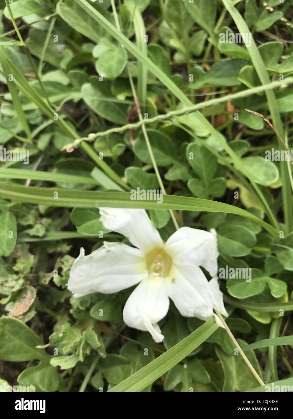 beach morning-glory (Ipomoea imperati) Plantae Stock Photo - Alamy
