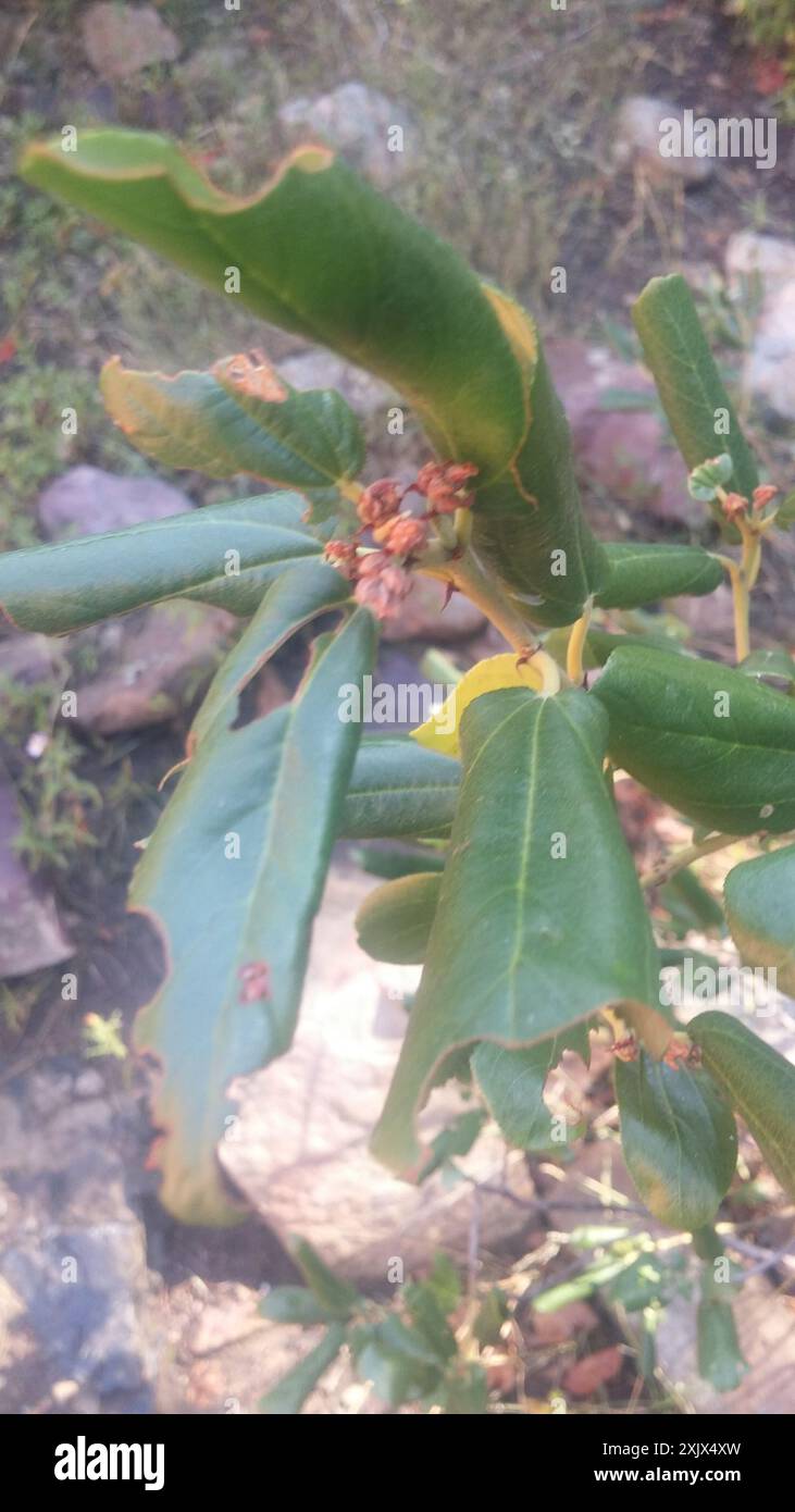 (Ceanothus velutinus velutinus) Plantae Stock Photo - Alamy