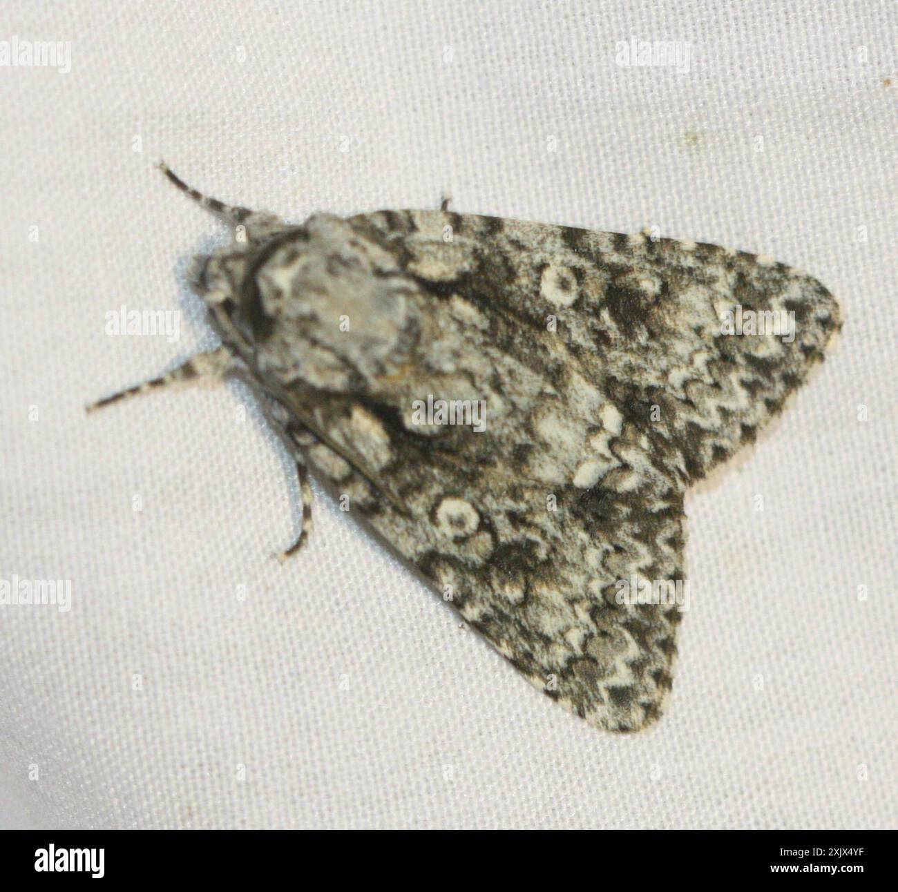 Marbled Oak Dagger (Acronicta marmorata) Insecta Stock Photo - Alamy