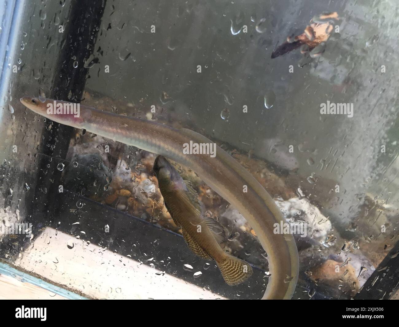 American Eel (Anguilla rostrata) Actinopterygii Stock Photo - Alamy