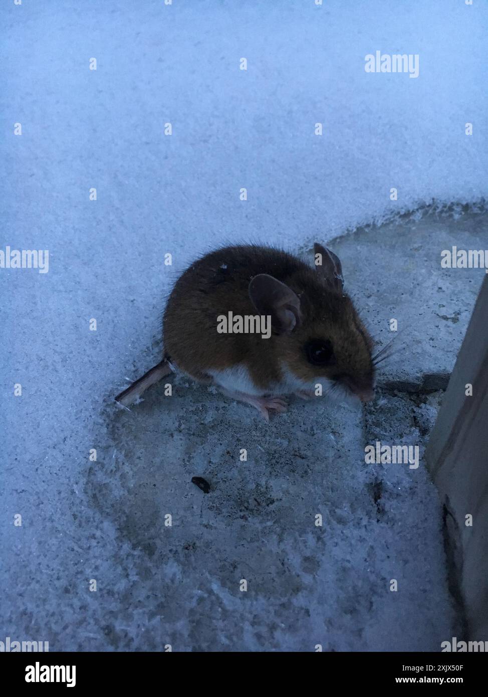 Deer Mouse (Peromyscus maniculatus) Mammalia Stock Photo - Alamy
