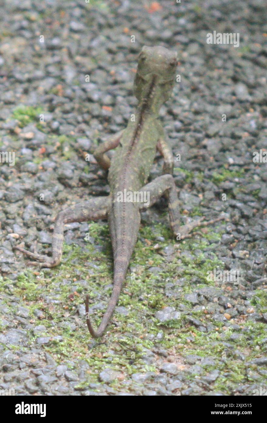 Armored pricklenape hi-res stock photography and images - Alamy