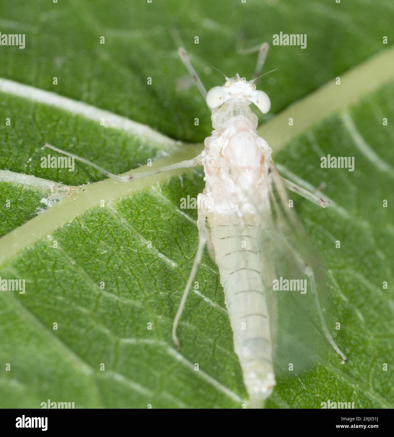 Stream Mayflies (Heptageniidae) Insecta Stock Photo - Alamy