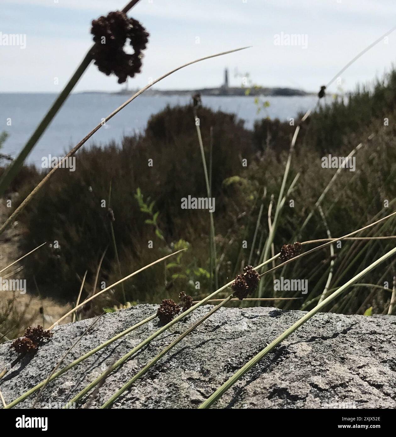 Compact Rush (Juncus conglomeratus) Plantae Stock Photo - Alamy