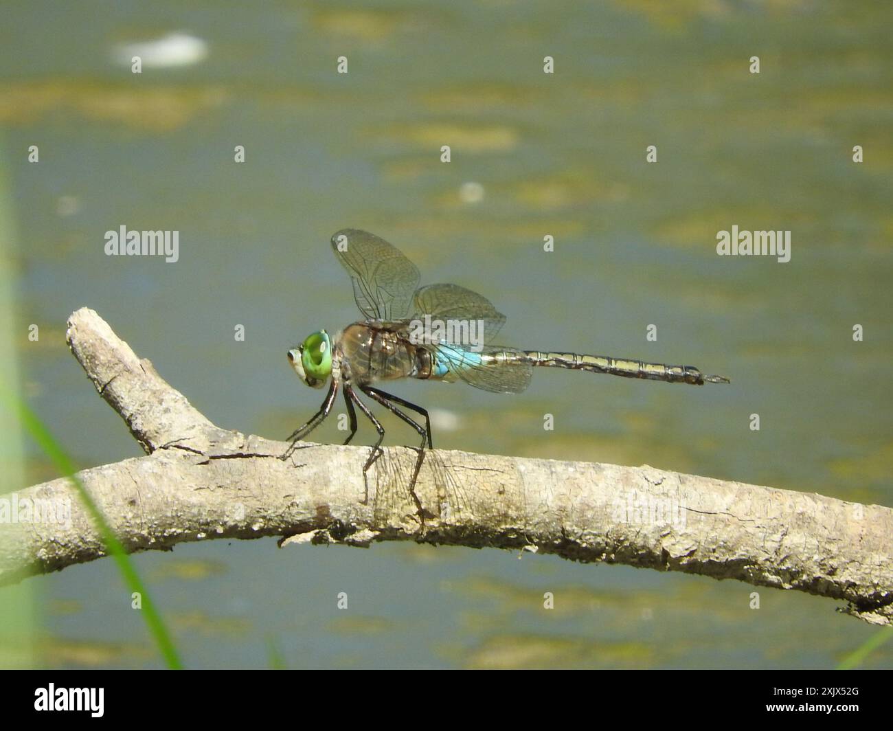 Lesser Emperor (Anax parthenope) Insecta Stock Photo - Alamy