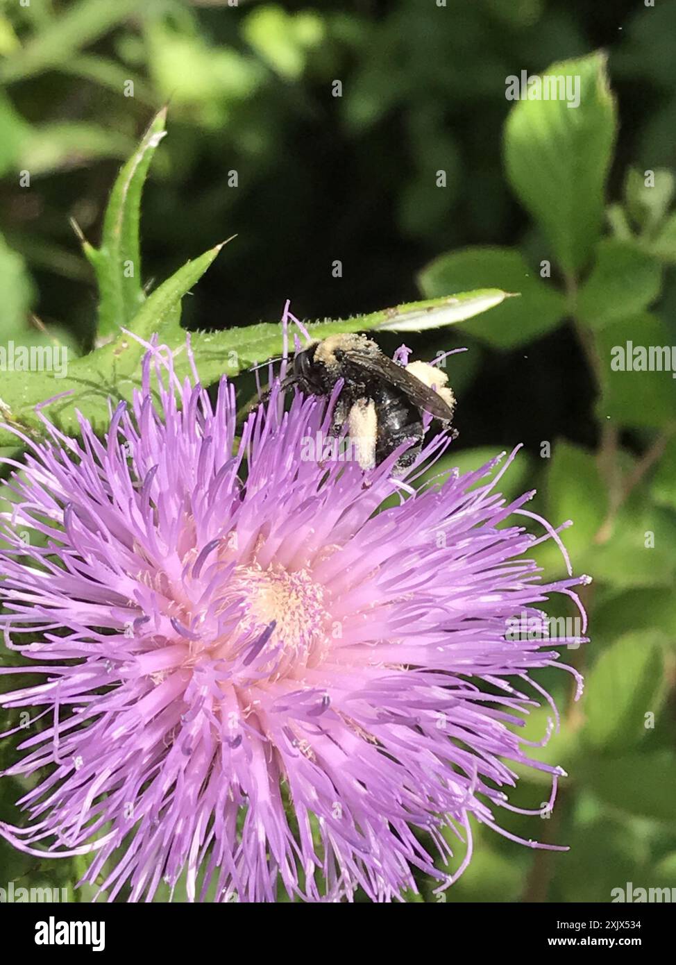 Eastern Thistle Longhorn Bee (Melissodes desponsus) Insecta Stock Photo ...