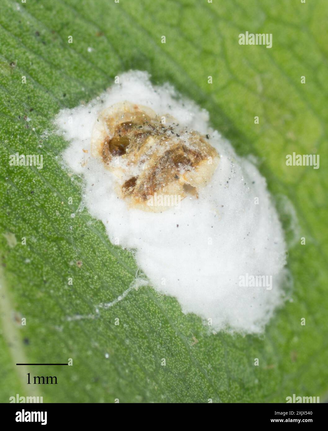 Psidii hi-res stock photography and images - Alamy