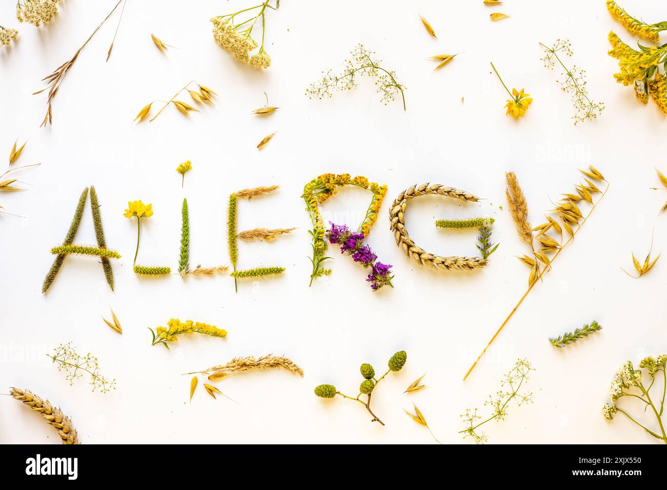 The word allergy composed of allergenic plants. Light background ...