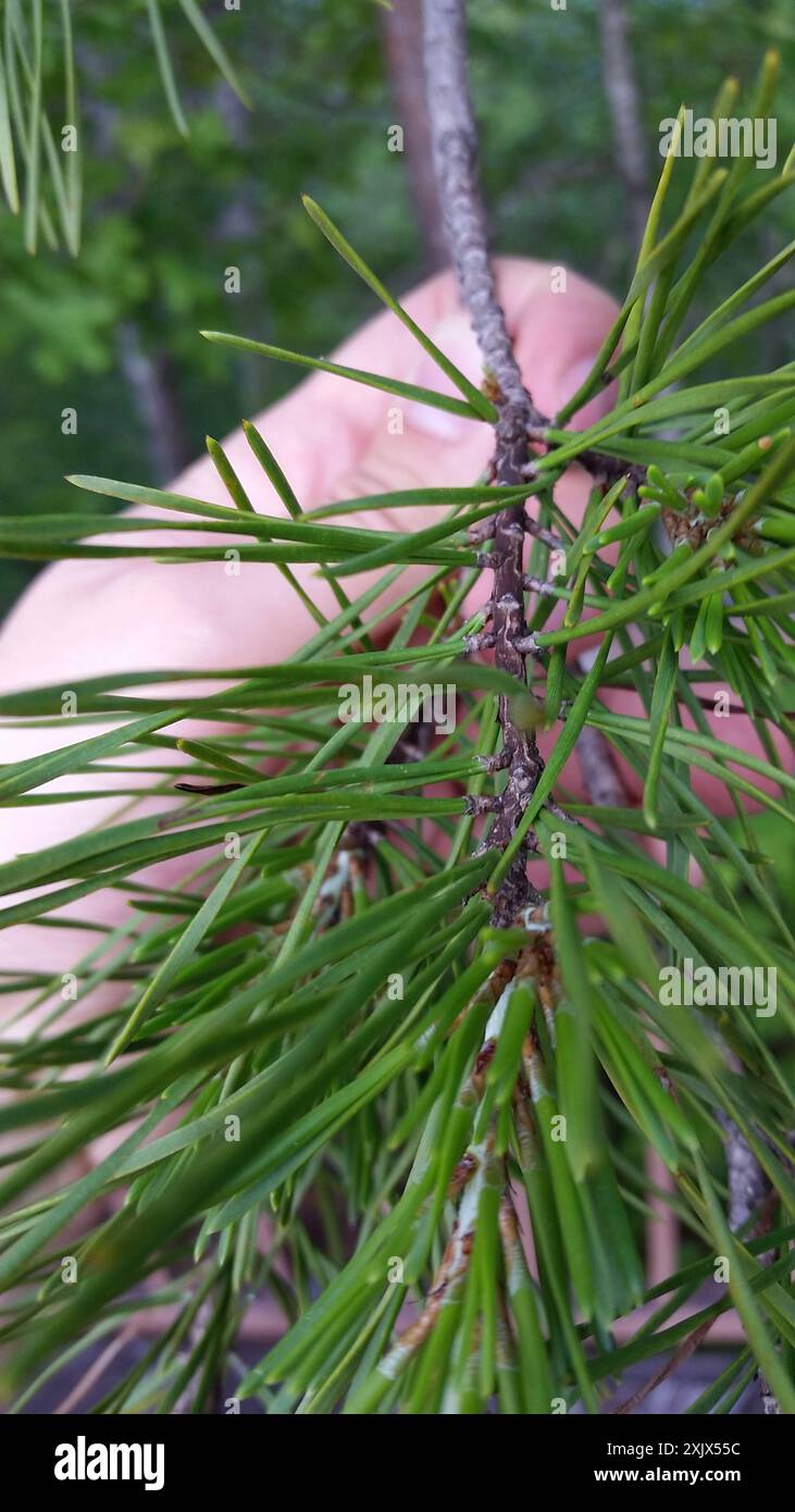 Virginia pine (Pinus virginiana) Plantae Stock Photo - Alamy