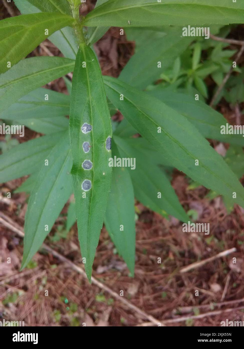 Carbonifera goldenrod gall midge (Asteromyia carbonifera) Insecta Stock ...