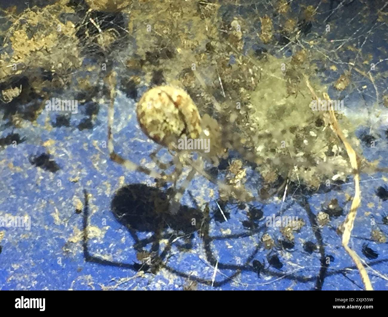 White porch spider hi-res stock photography and images - Alamy