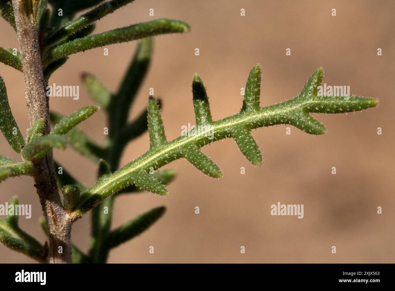 (Mentzelia humilis humilis) Plantae Stock Photo - Alamy