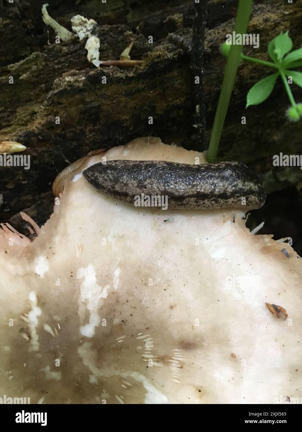 Winding Mantleslug (Philomycus flexuolaris) Mollusca Stock Photo - Alamy
