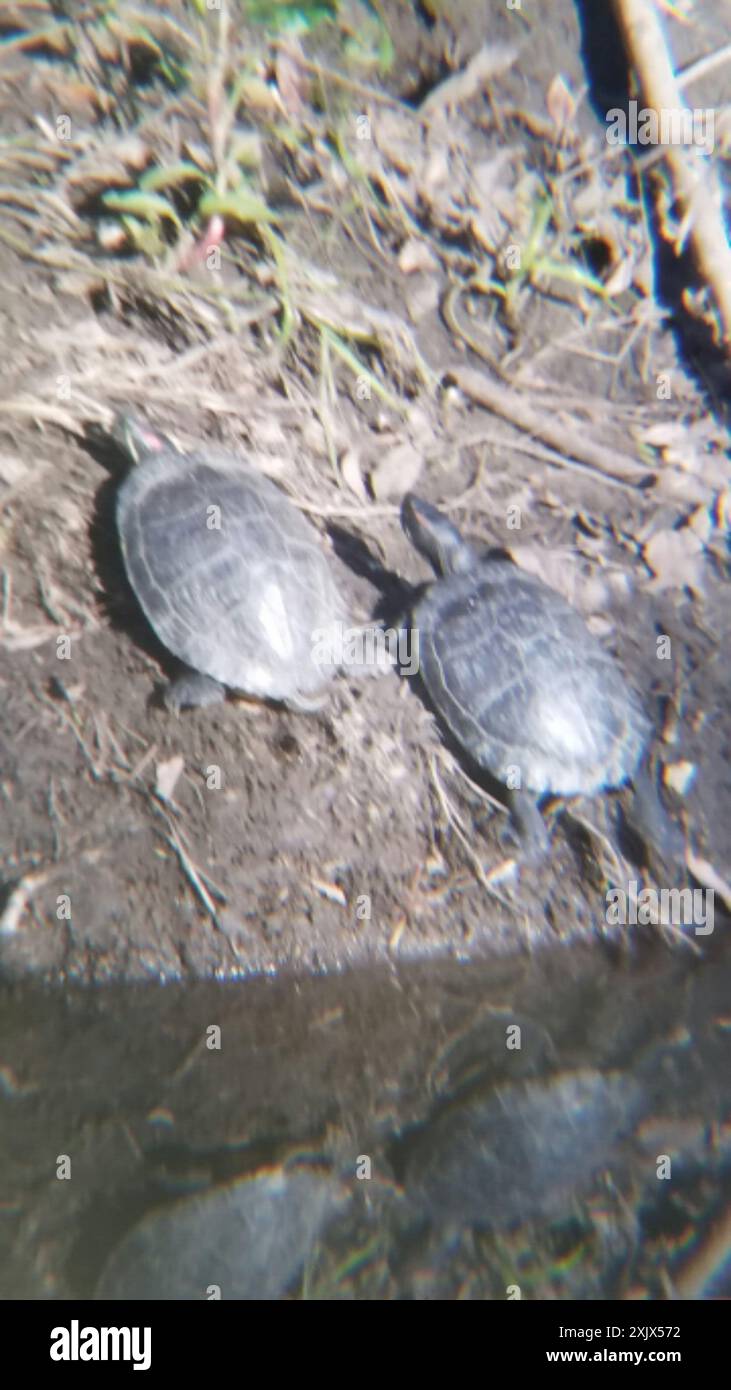 Red-eared Slider (Trachemys scripta elegans) Reptilia Stock Photo - Alamy
