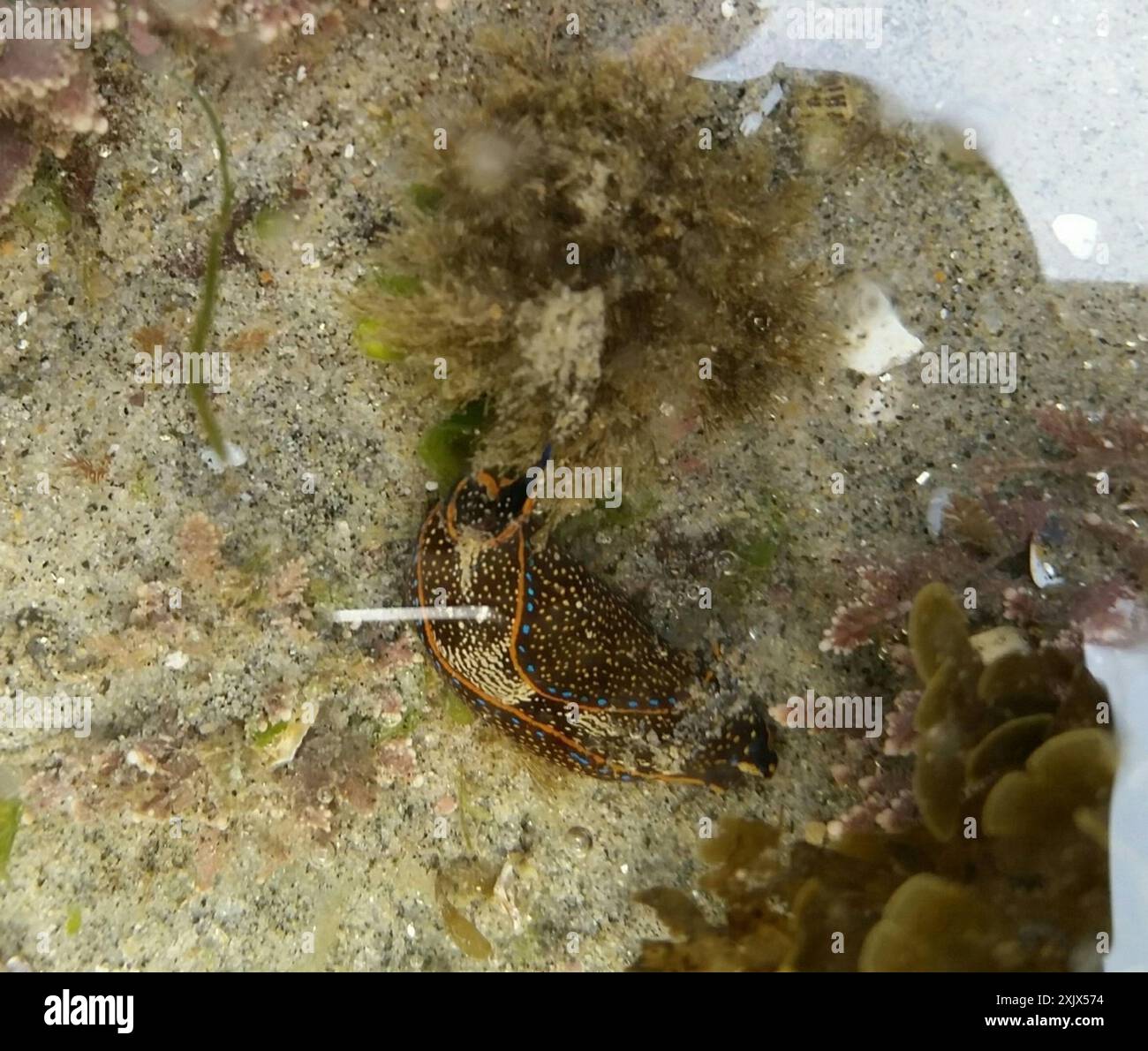 Navanax hi-res stock photography and images - Alamy