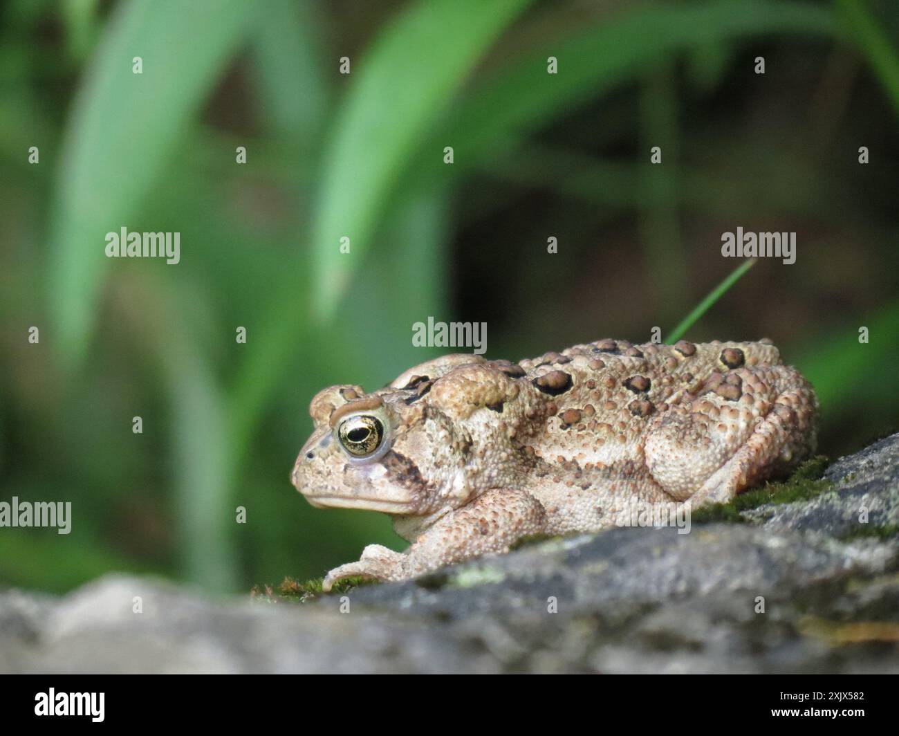 American Toad (Anaxyrus americanus) Amphibia Stock Photo - Alamy