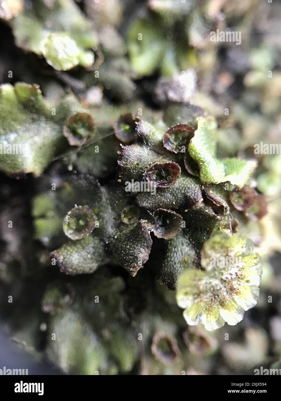 Common Liverwort (Marchantia polymorpha) Plantae Stock Photo - Alamy