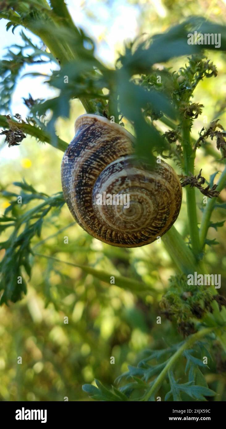 Milk Snail (Otala lactea) Mollusca Stock Photo - Alamy