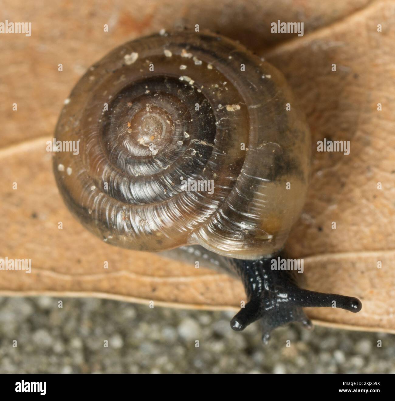 Common Land Snails and Slugs (Stylommatophora) Mollusca Stock Photo - Alamy