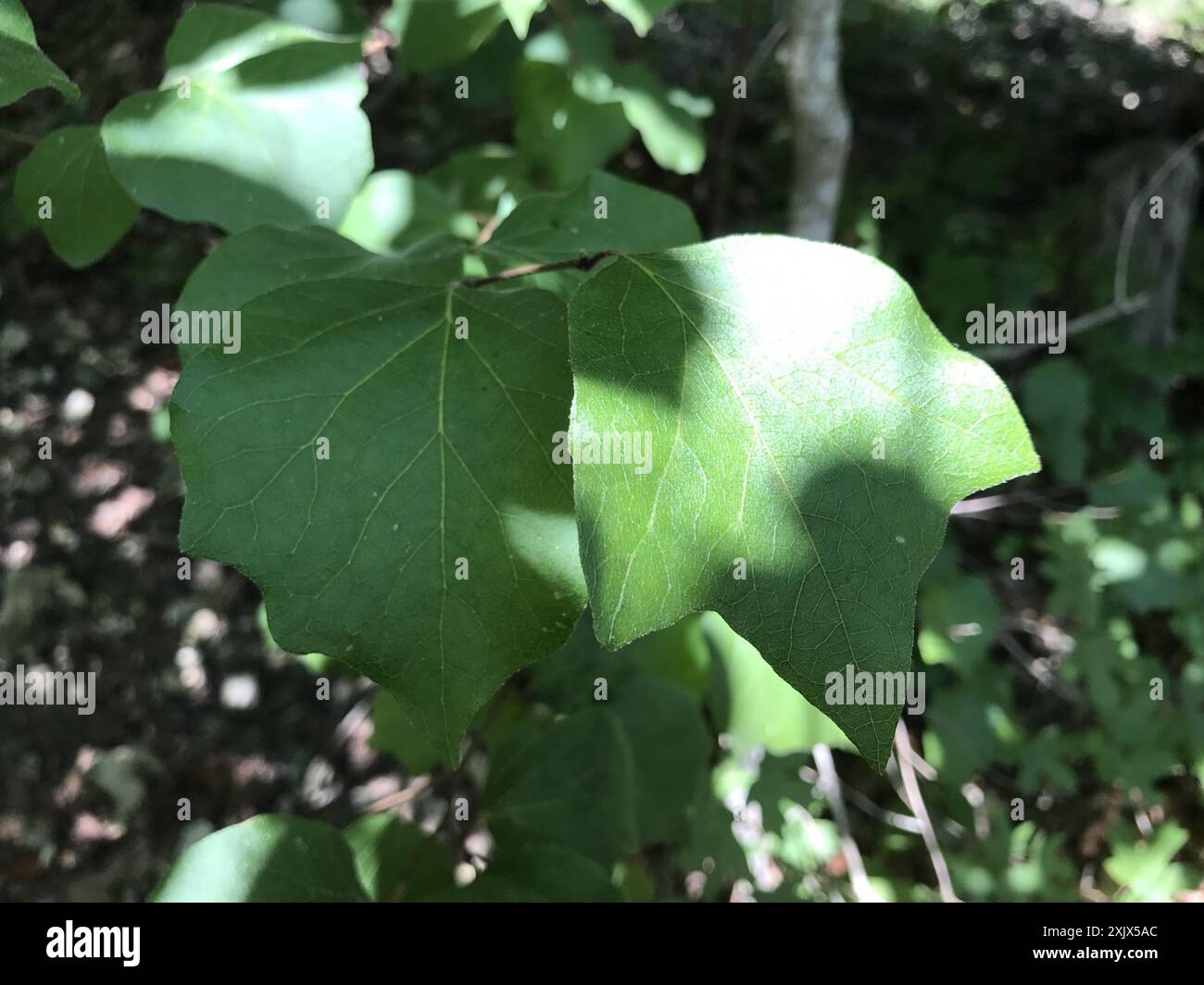 Sycamore-leaf Snowbell (Styrax platanifolius) Plantae Stock Photo - Alamy